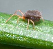 Bryobia - IPM Guidelines For Grains