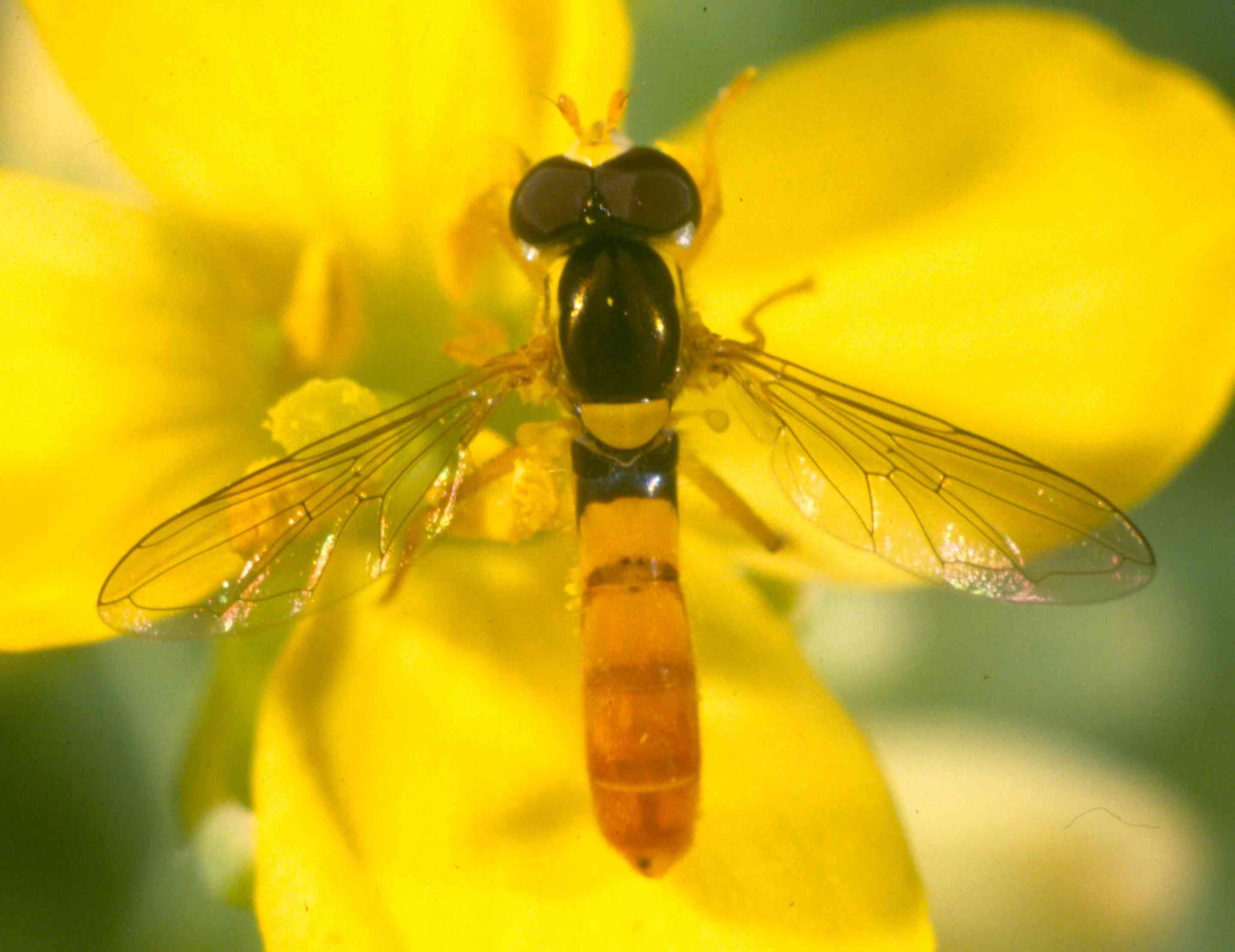 Hoverfly adult – IPM Guidelines For Grains