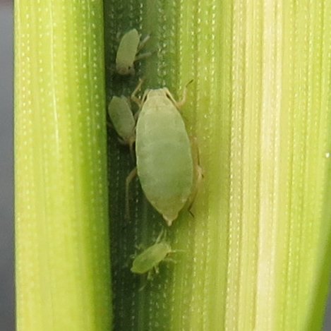 Aphids - IPM Guidelines For Grains