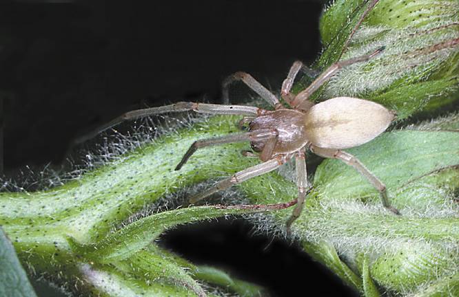 Hunting spider – IPM Guidelines For Grains