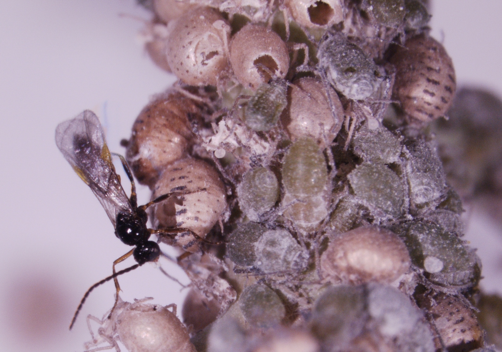 aphid parasitoid and cabbage aphid mummies – IPM Guidelines For Grains